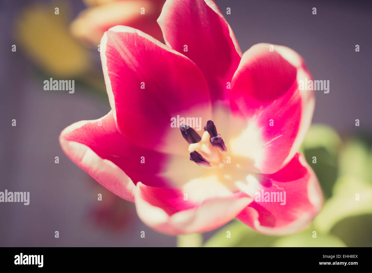 Red, rose tulip flower in the sunlight closeup Stock Photo - Alamy