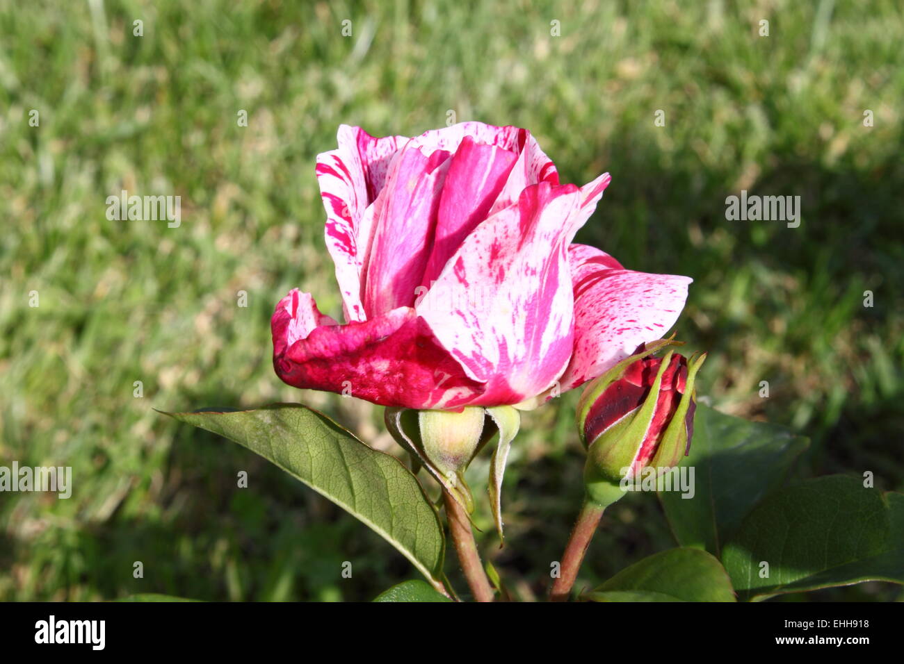 White flower red tips hi-res stock photography and images - Alamy