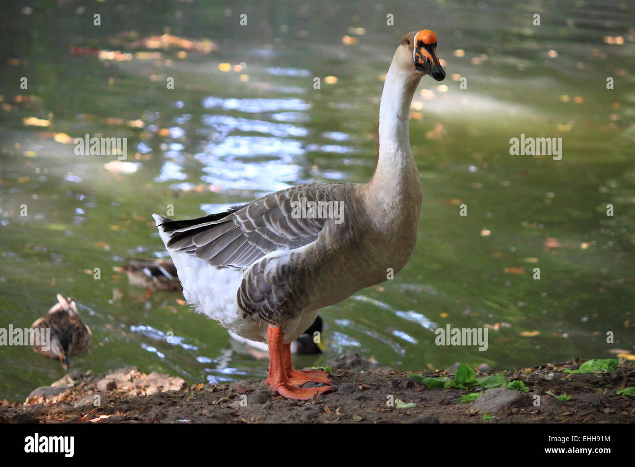 Wild grey goose Stock Photo - Alamy
