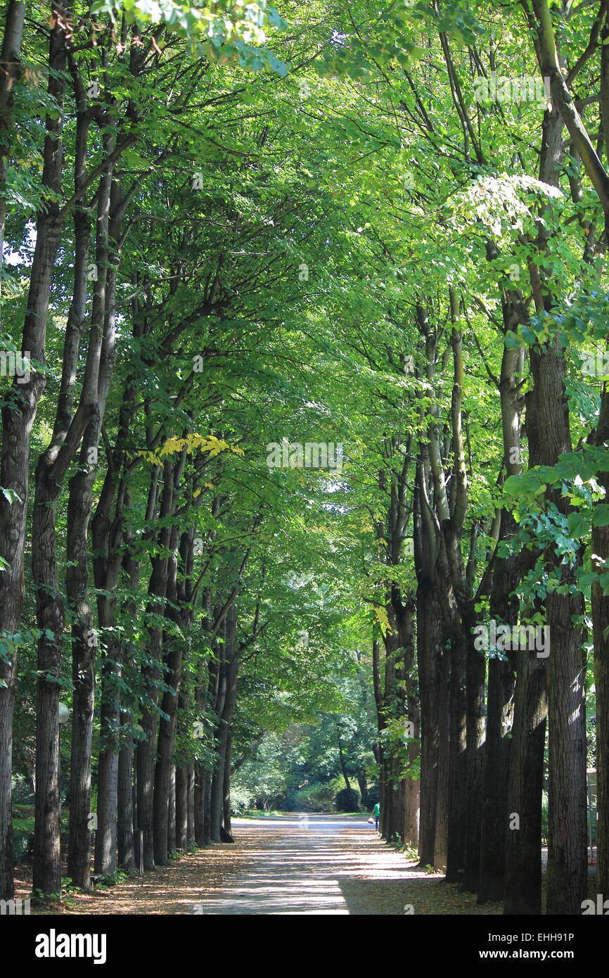 Alley tree hi-res stock photography and images - Alamy