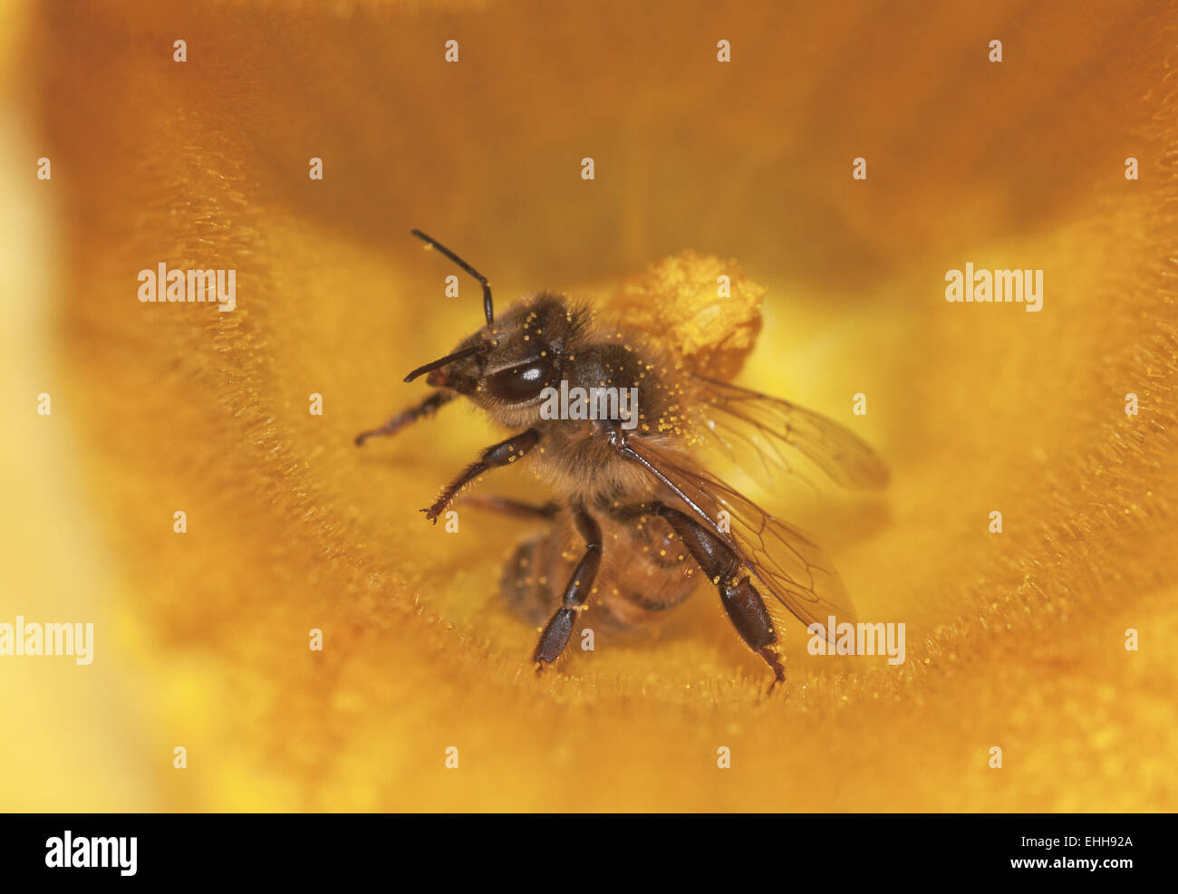 Bee leaving flower hi-res stock photography and images - Alamy