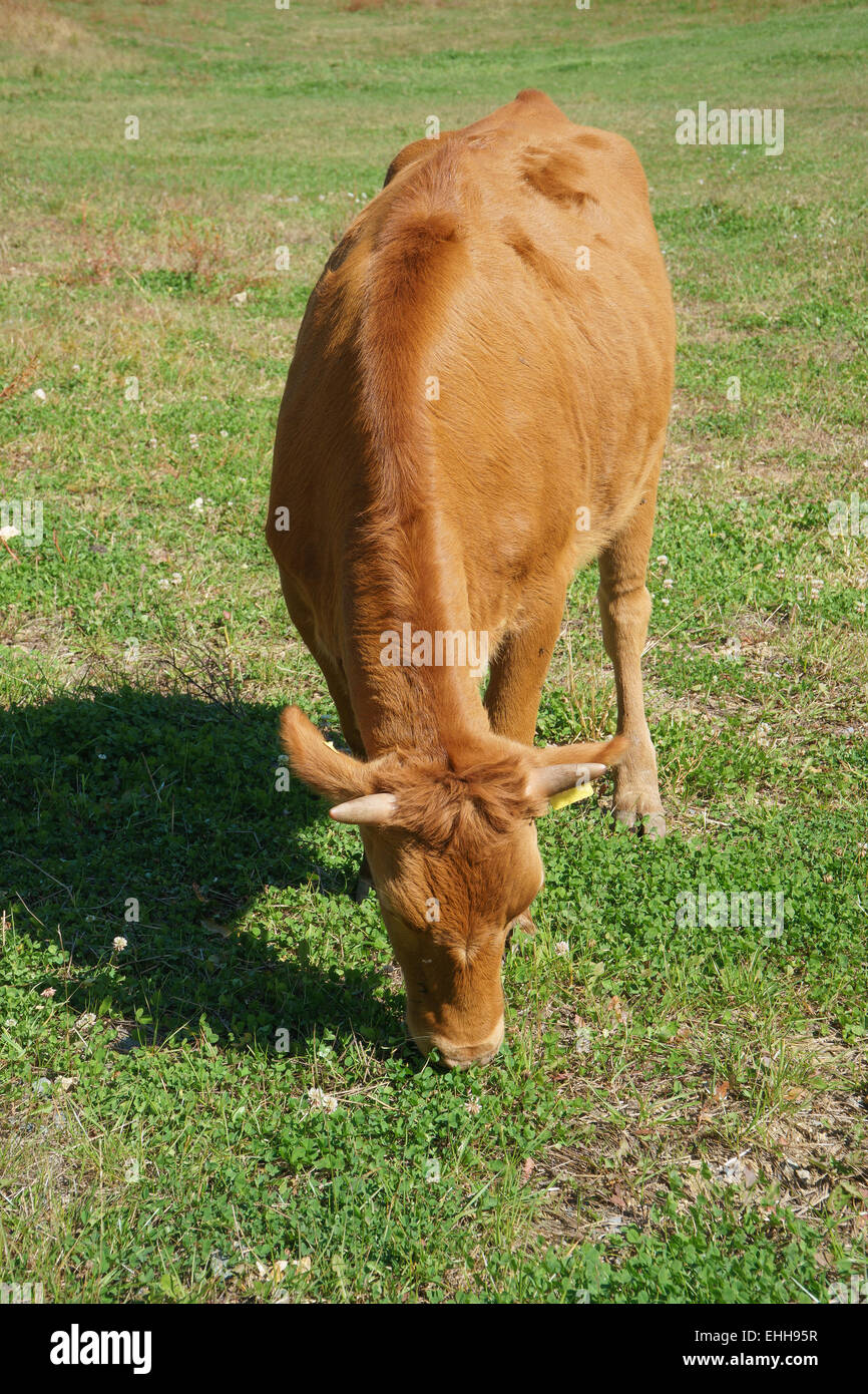 Korean cow hi-res stock photography and images - Alamy