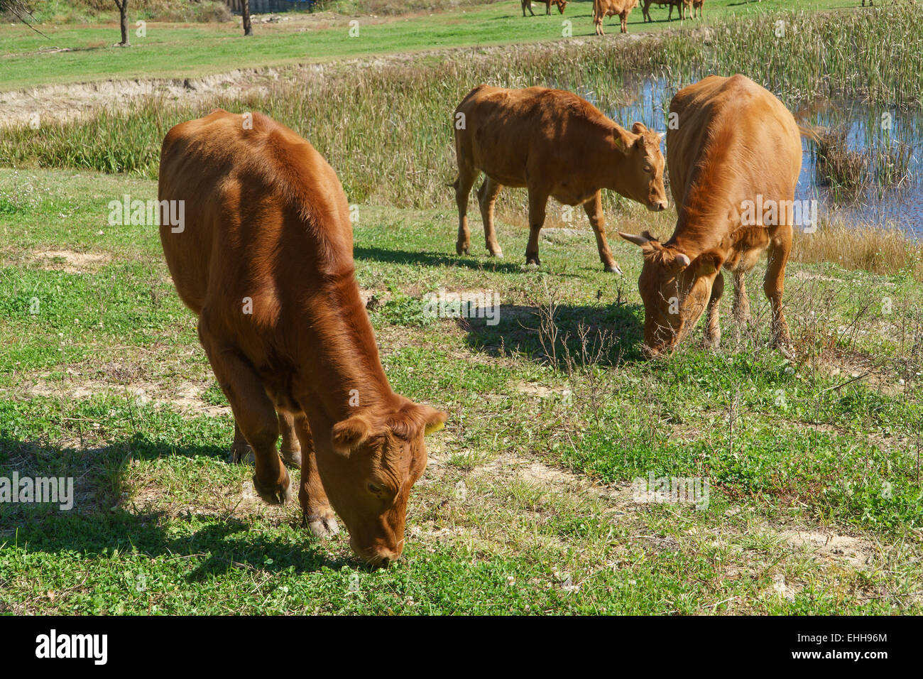 Native Cattle High Resolution Stock Photography and Images - Alamy