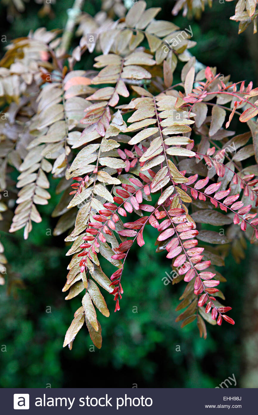 Gleditsia Triacanthos Stock Photos & Gleditsia Triacanthos Stock Images ...
