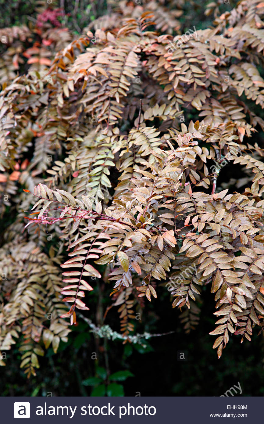 Gleditsia Triacanthos Stock Photos & Gleditsia Triacanthos Stock Images ...