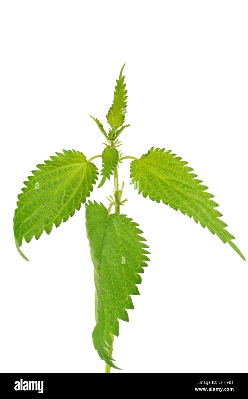Sting Stinging Nettle Cut Out Stock Images & Pictures - Alamy