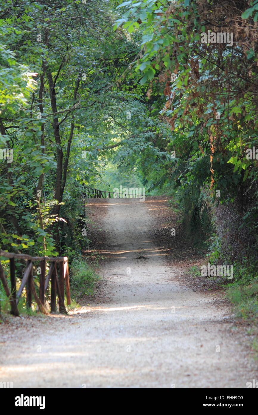 The forest trail hi-res stock photography and images - Alamy