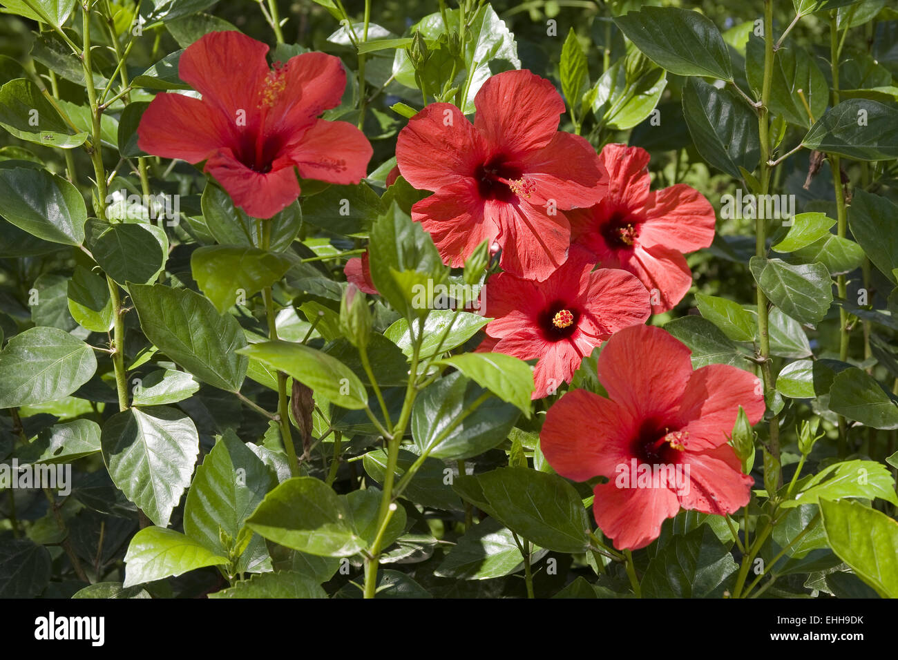 Hibiscus Rose mallow,(rose sinensis Stock Photo - Alamy