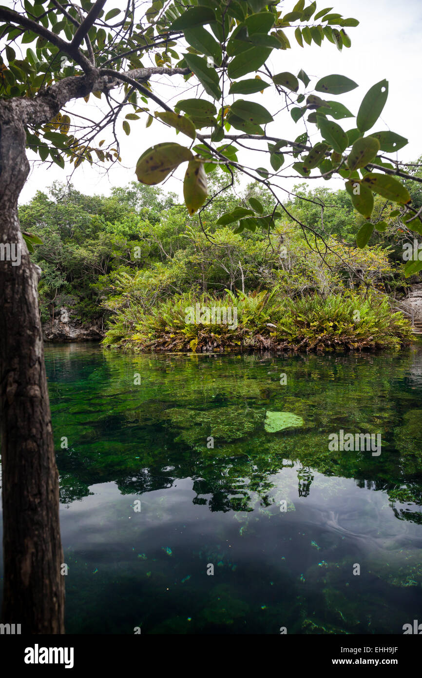 Open cenote with crystal transparent water, Tulum, Mexico Stock Photo ...
