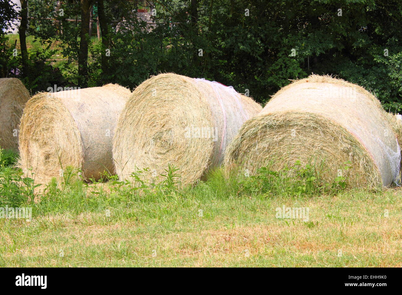 Drying hay bales hi-res stock photography and images - Alamy