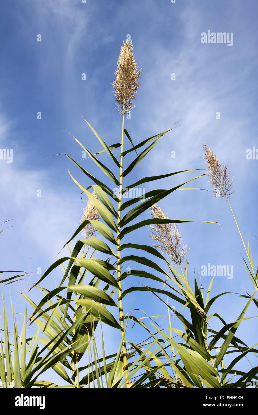 Reed brush hi-res stock photography and images - Alamy