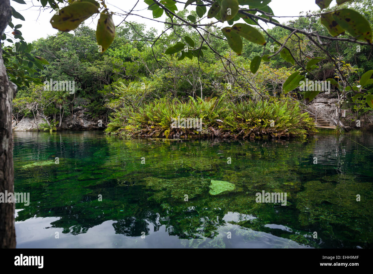 Open cenote with crystal transparent water, Tulum, Mexico Stock Photo ...