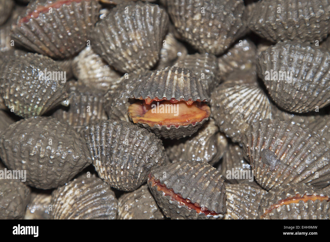 Corrugated shell hi-res stock photography and images - Alamy