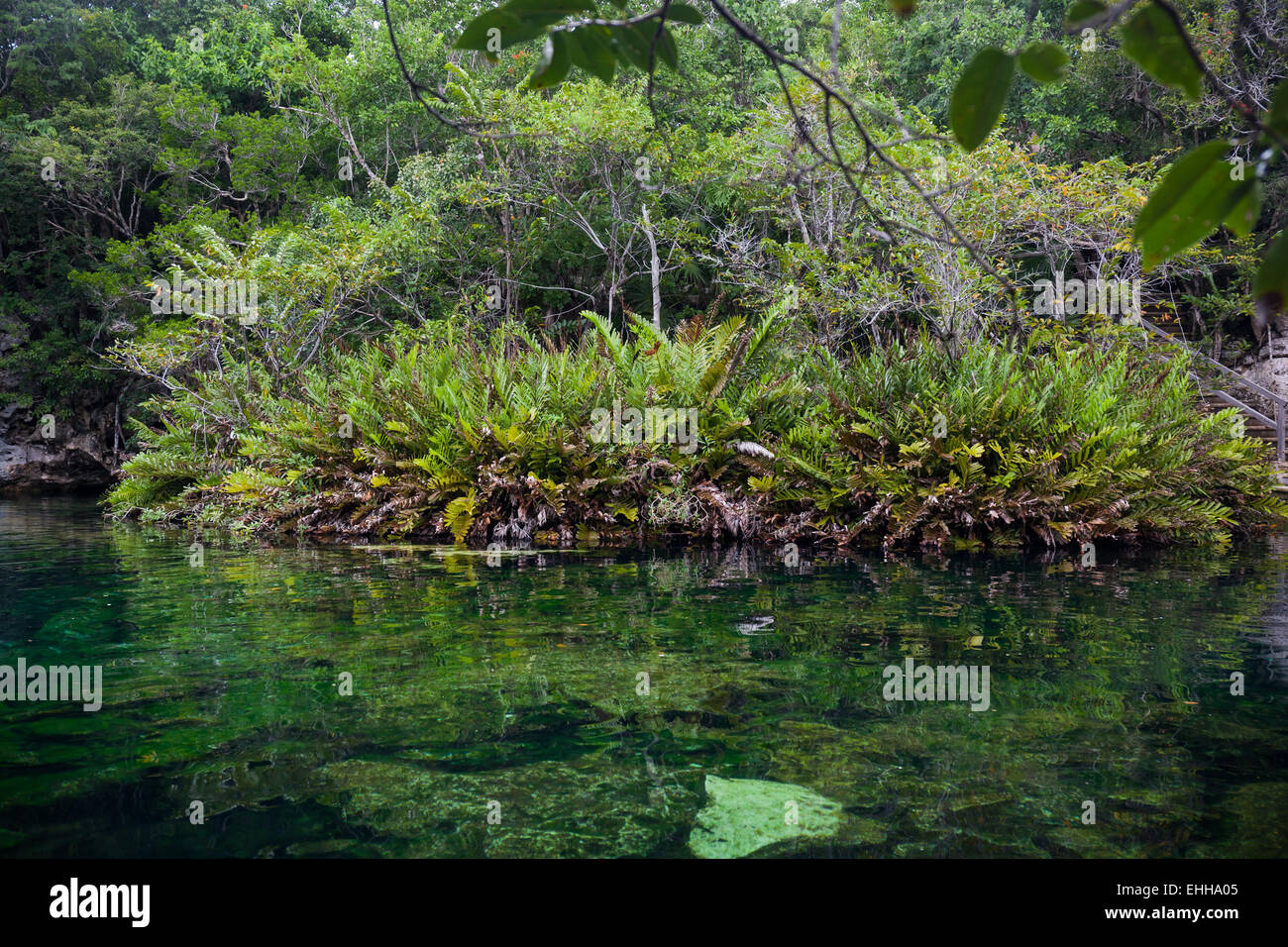 Open cenote with crystal transparent water, Tulum, Mexico Stock Photo ...