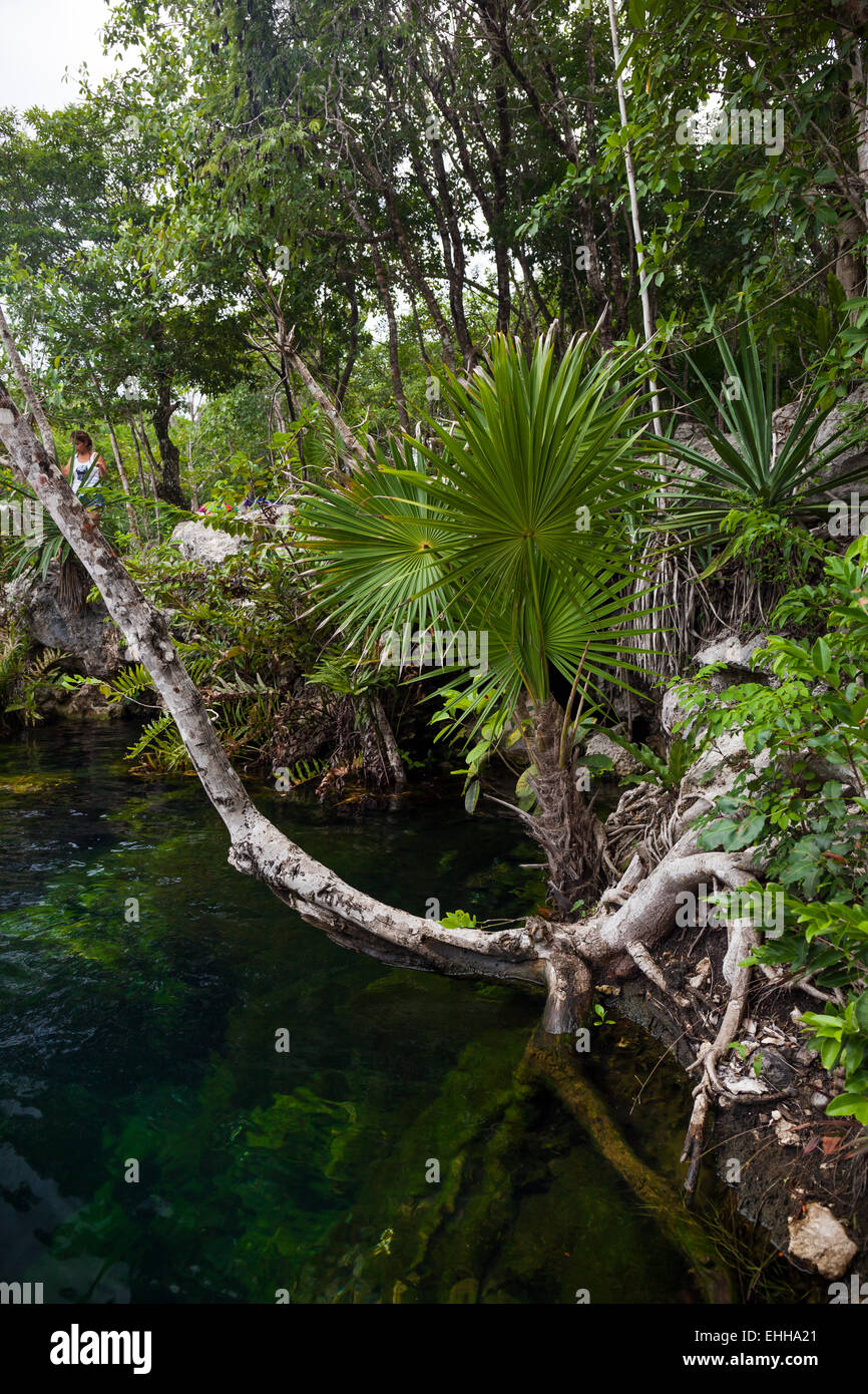 Open cenote with crystal transparent water, Tulum, Mexico Stock Photo ...