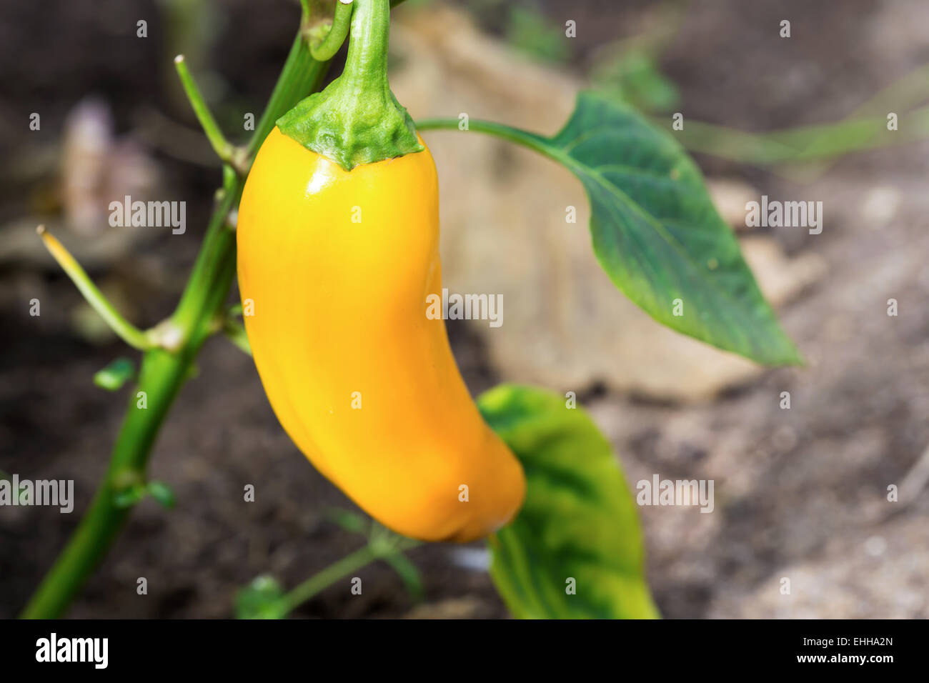 Yellow pepper in hothouse, closeup Stock Photo - Alamy