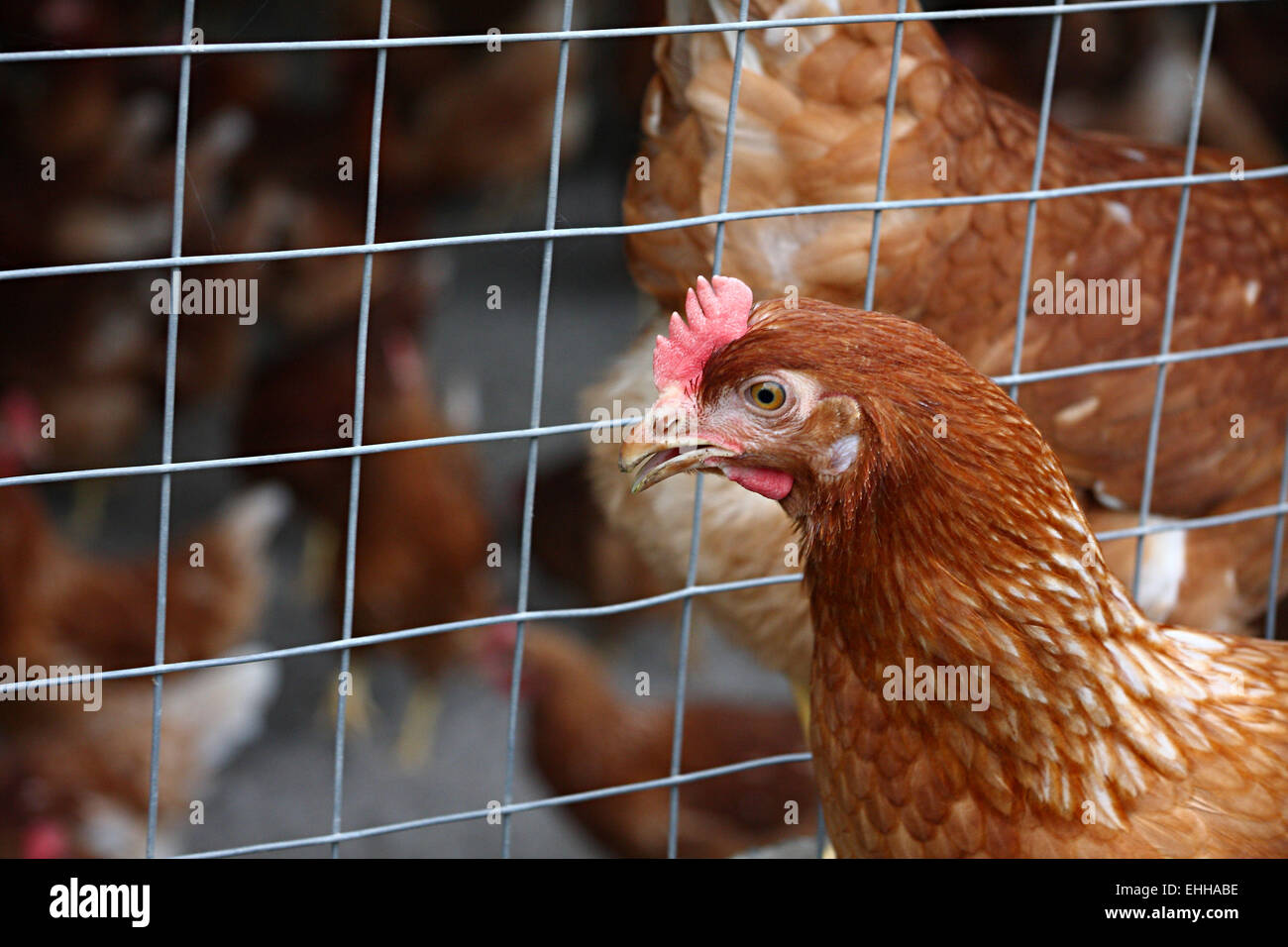 Free cage hi-res stock photography and images - Alamy