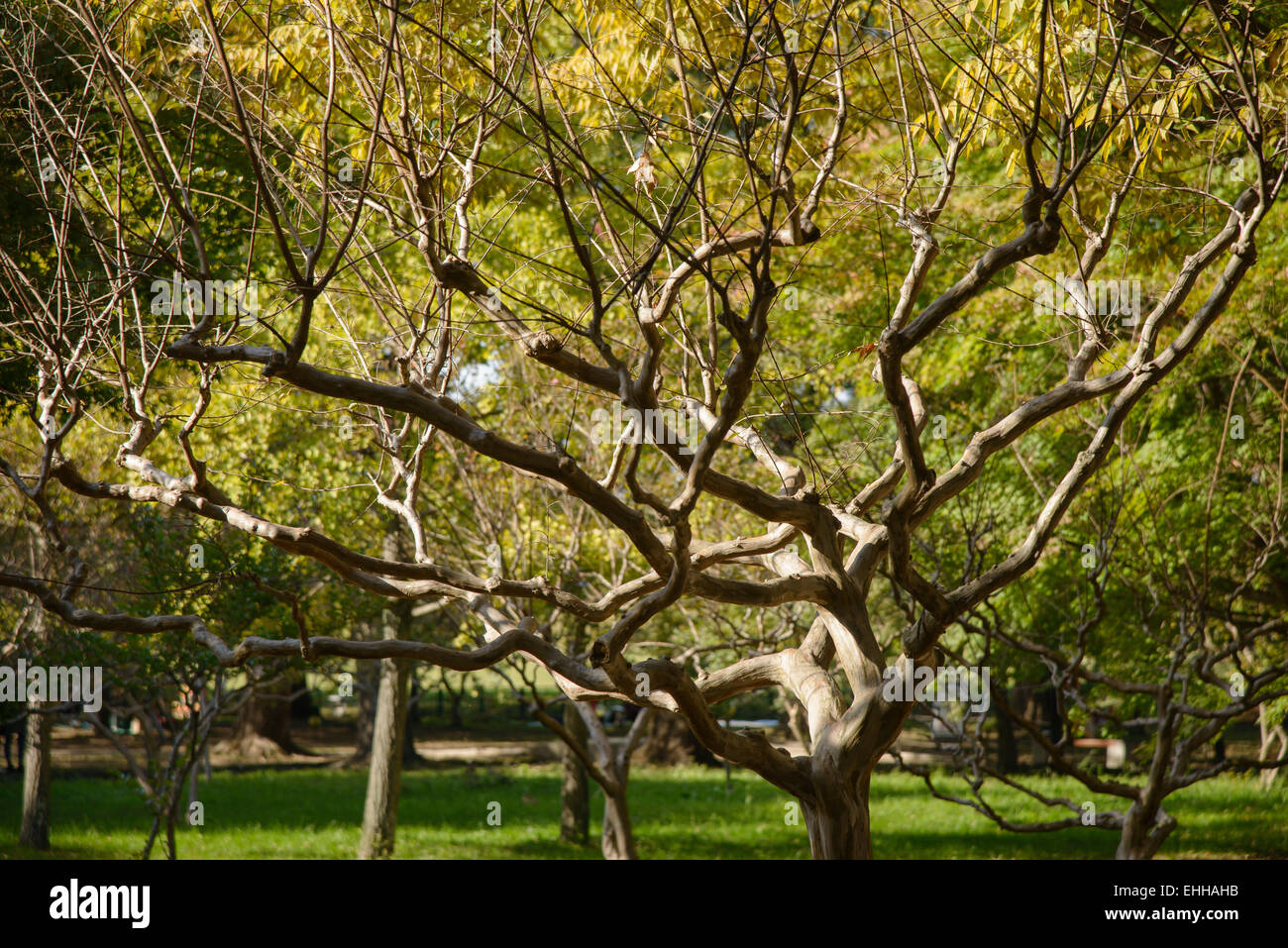 Myrtle tree hi-res stock photography and images - Alamy