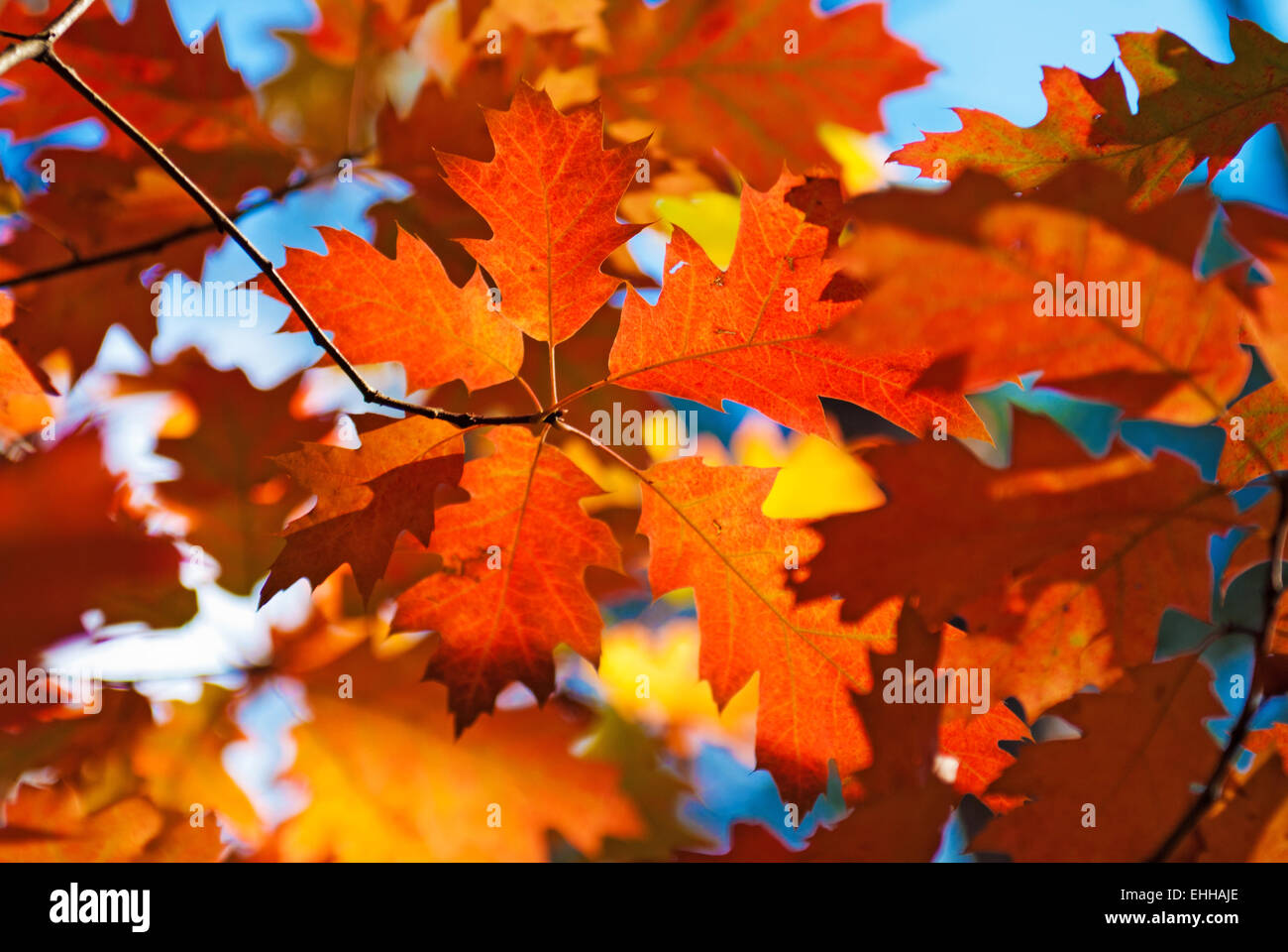 Autumn red oak leaves Stock Photo - Alamy