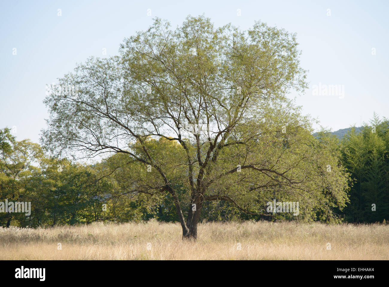 Single tree in countryside hi-res stock photography and images - Alamy
