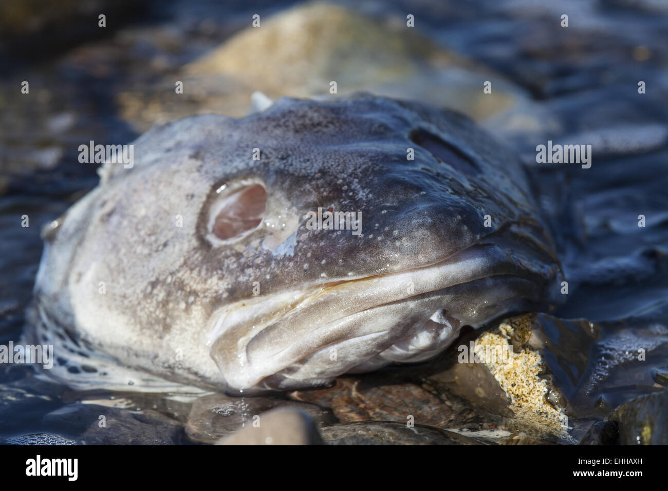 Fish head on the beach Stock Photo - Alamy