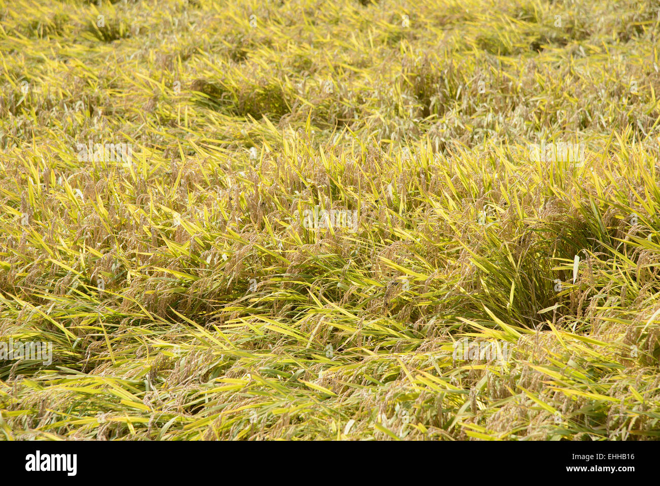 full ripen golden rice paddy in autumn Stock Photo - Alamy