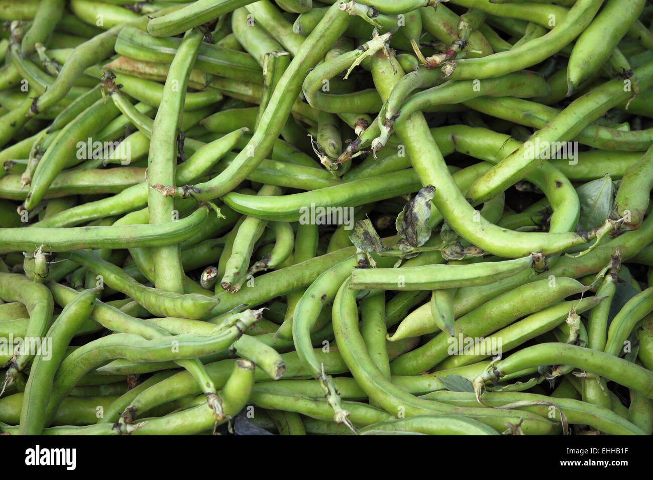 Fava bean bread hi-res stock photography and images - Alamy