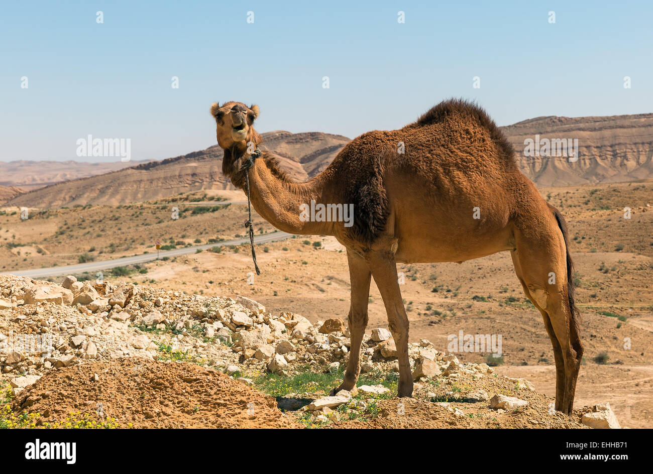 Wildlife in israel hi-res stock photography and images - Alamy