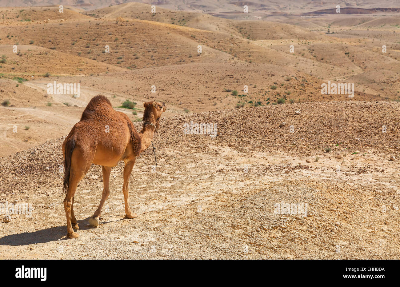 camel in the Negev desert, Israel Stock Photo - Alamy