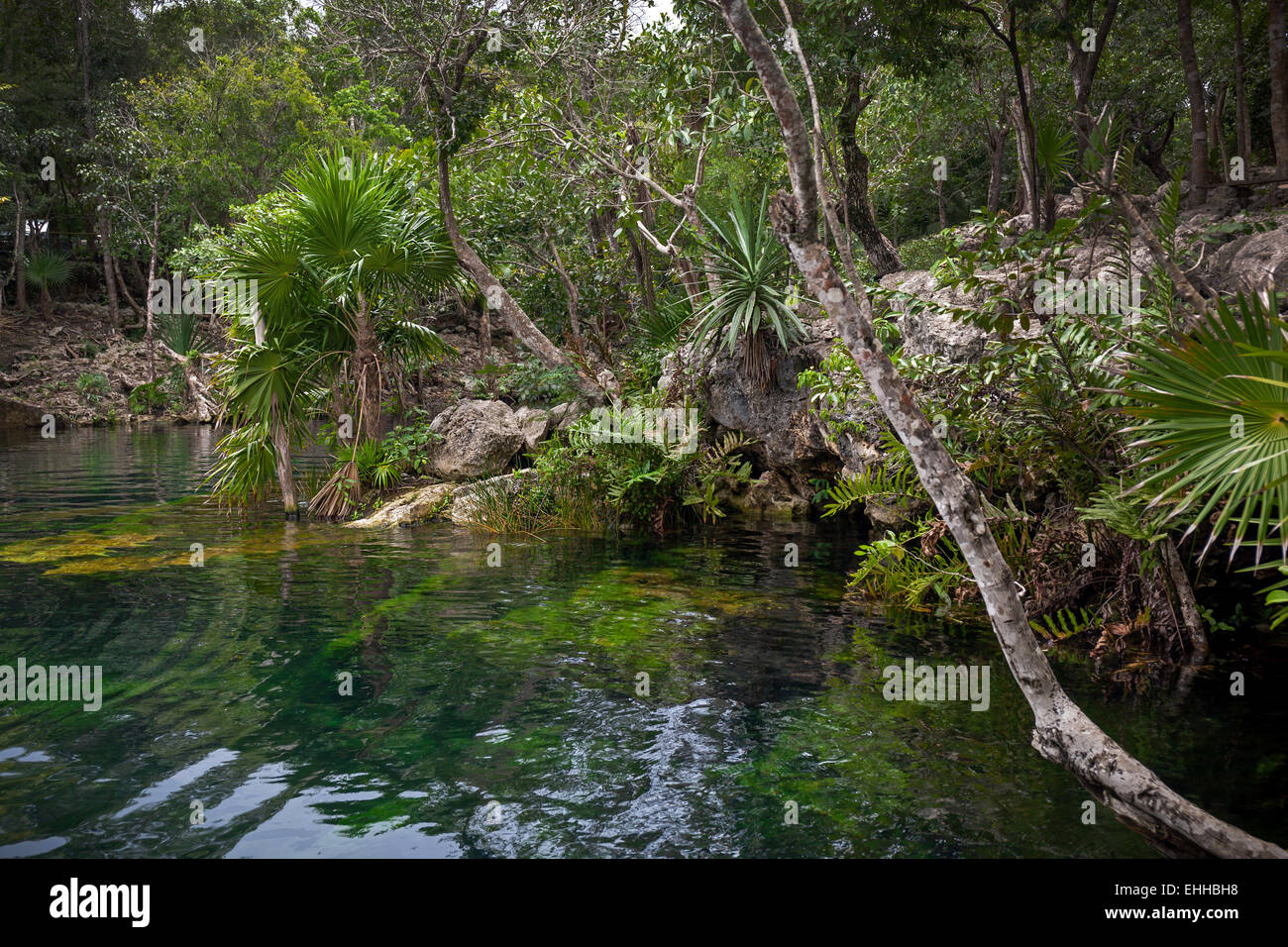 Open cenote with crystal transparent water, Tulum, Mexico Stock Photo ...