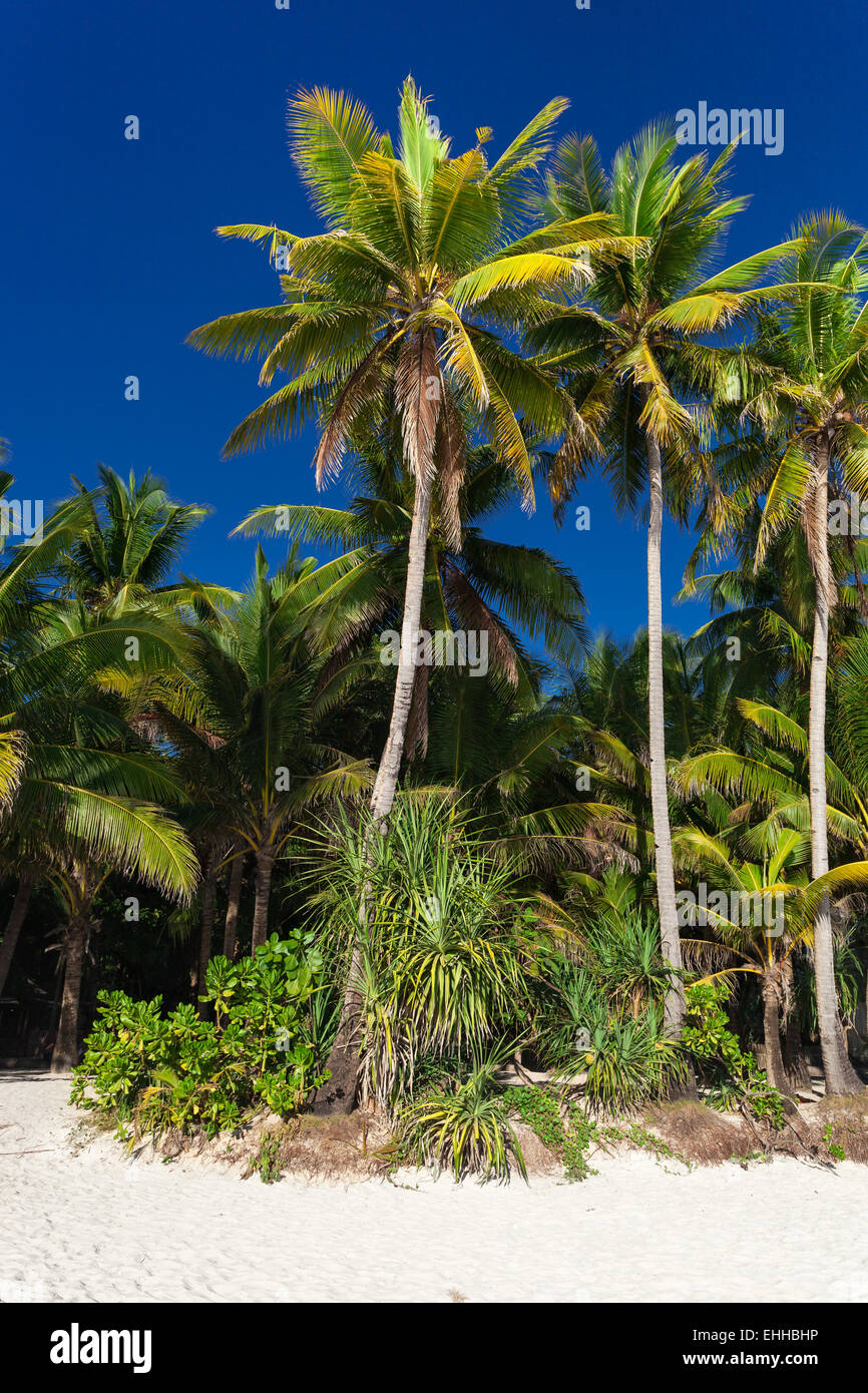 Coconut palm trees on tropical beach, Philippines, Boracay Stock Photo ...