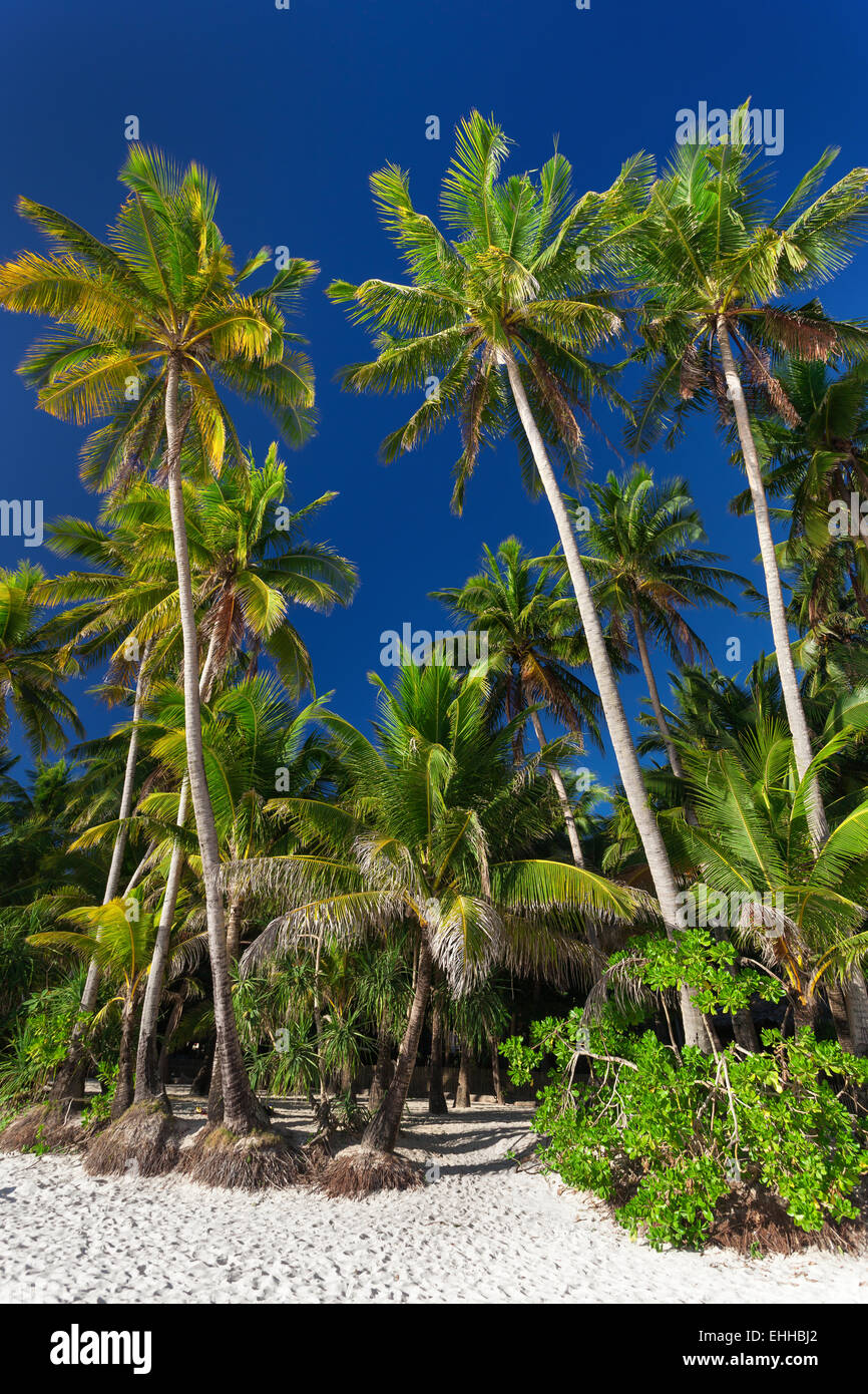 Coconut palm trees on tropical beach, Philippines, Boracay Stock Photo ...