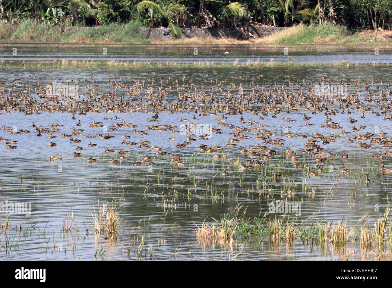 Kuttanad kerala hi-res stock photography and images - Alamy
