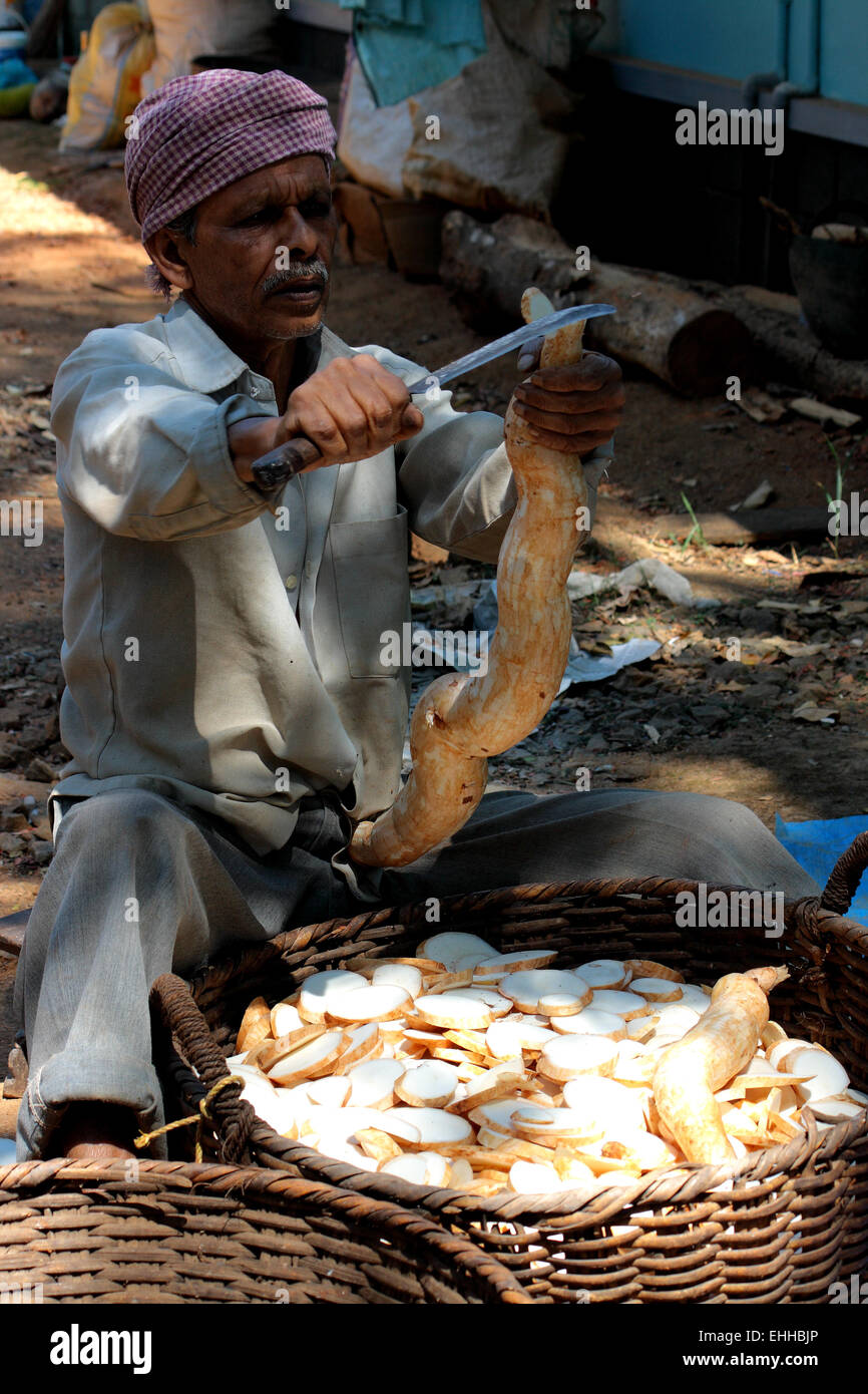 Tapioca or Cassava root peeling farmer,Kerala, India Stock Photo - Alamy