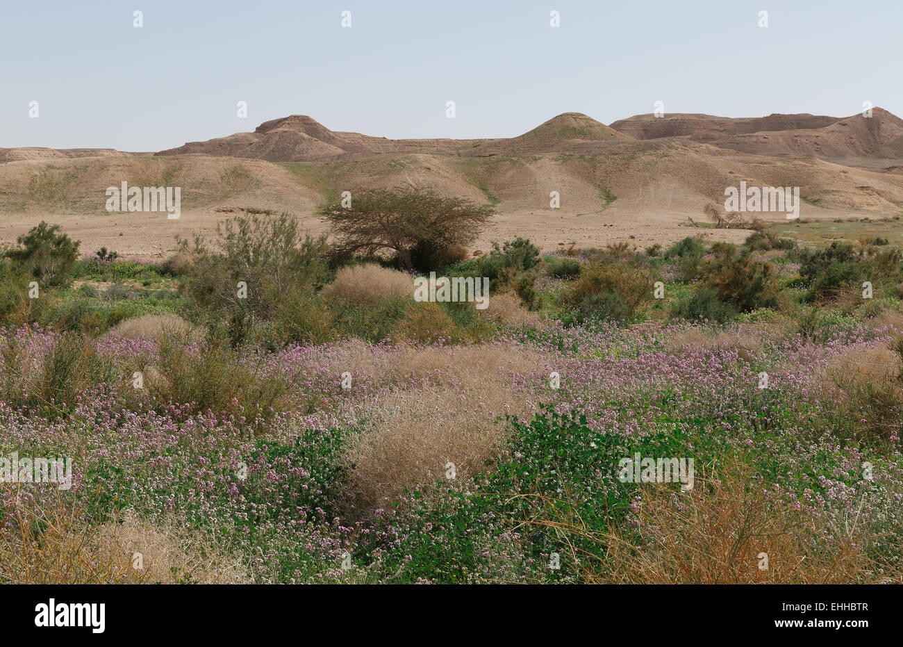 Blooming Negev desert, Israel Stock Photo - Alamy