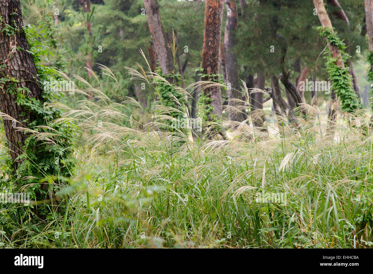 Silver grass hi-res stock photography and images - Alamy