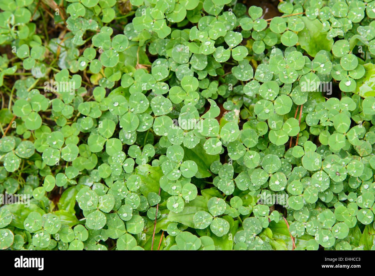Outdoor greeting hi-res stock photography and images - Alamy