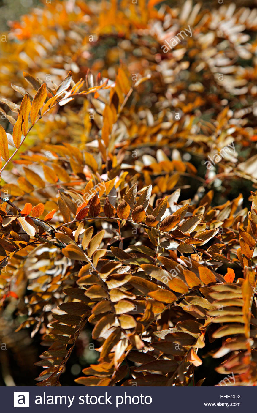 Gleditsia Triacanthos Stock Photos & Gleditsia Triacanthos Stock Images ...
