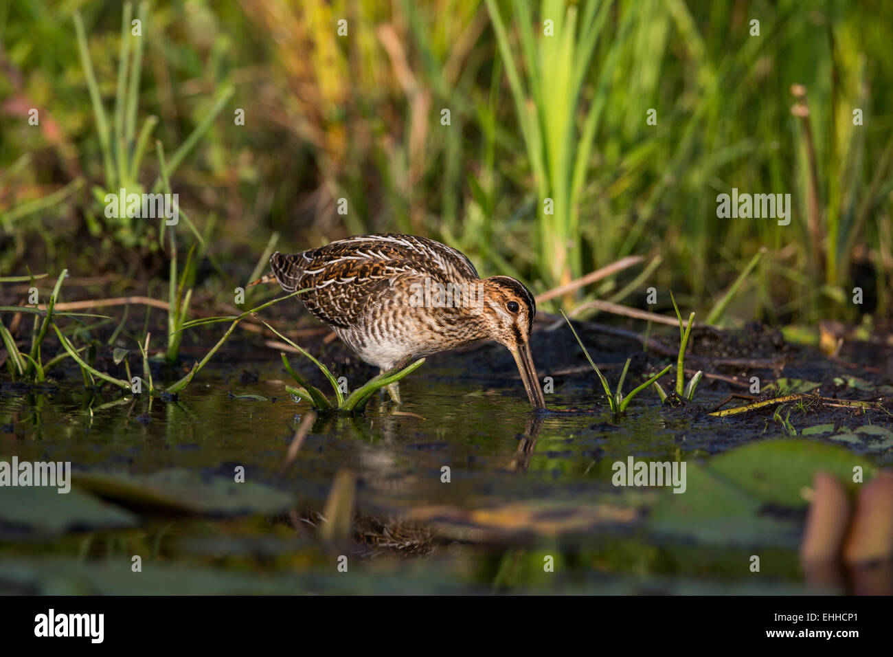 Wilsons snipe eating hi-res stock photography and images - Alamy