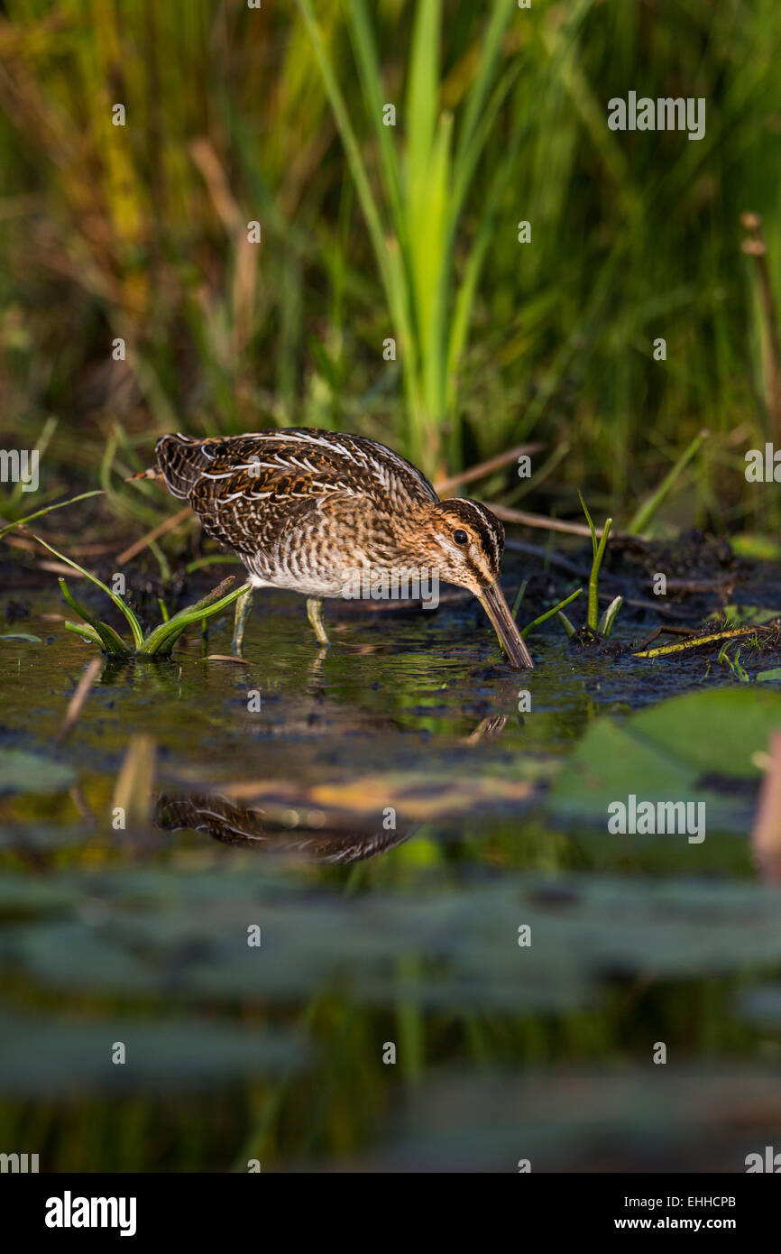 Eat Snipe High Resolution Stock Photography and Images - Alamy