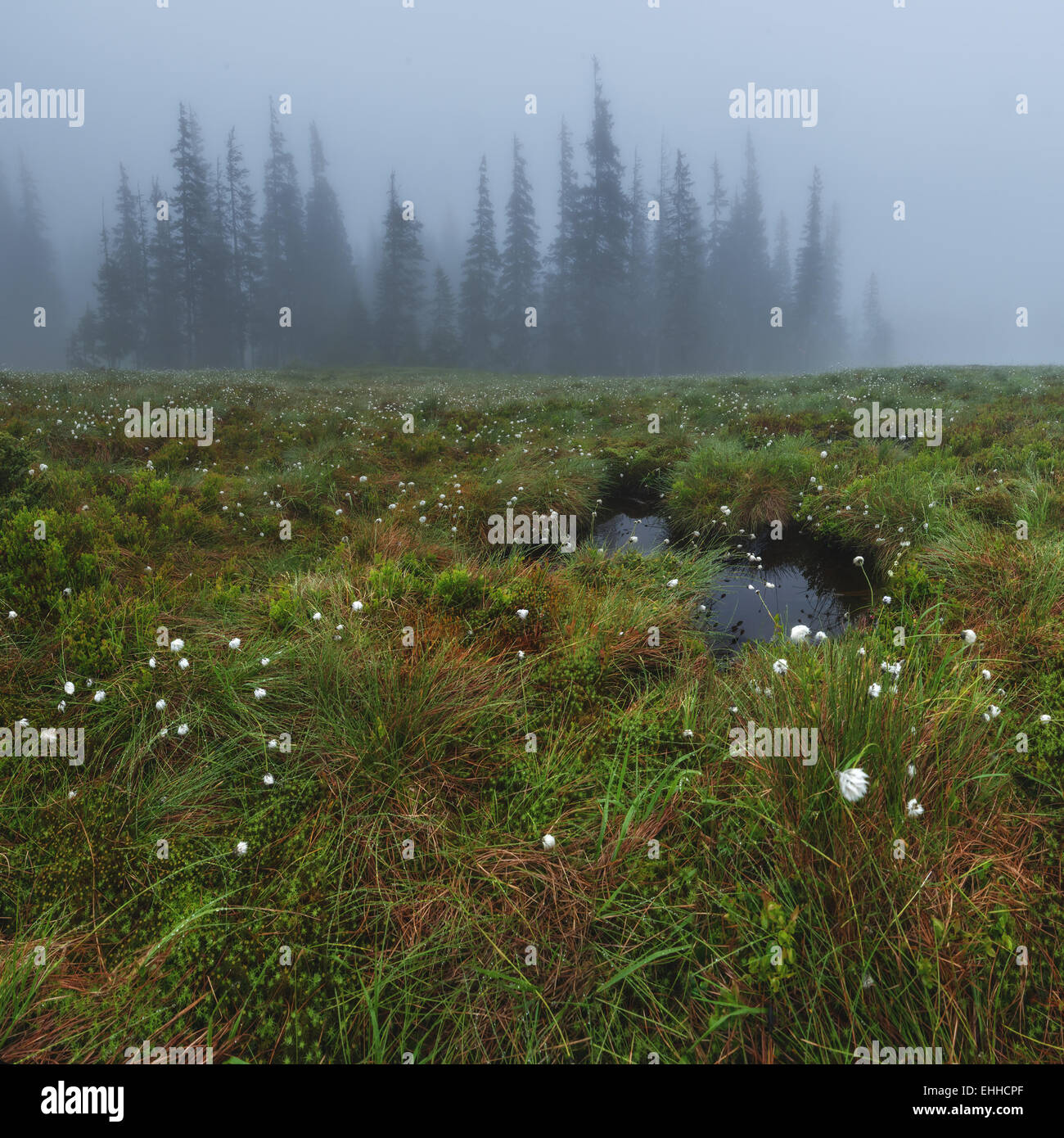 Small bog grass hi-res stock photography and images - Alamy