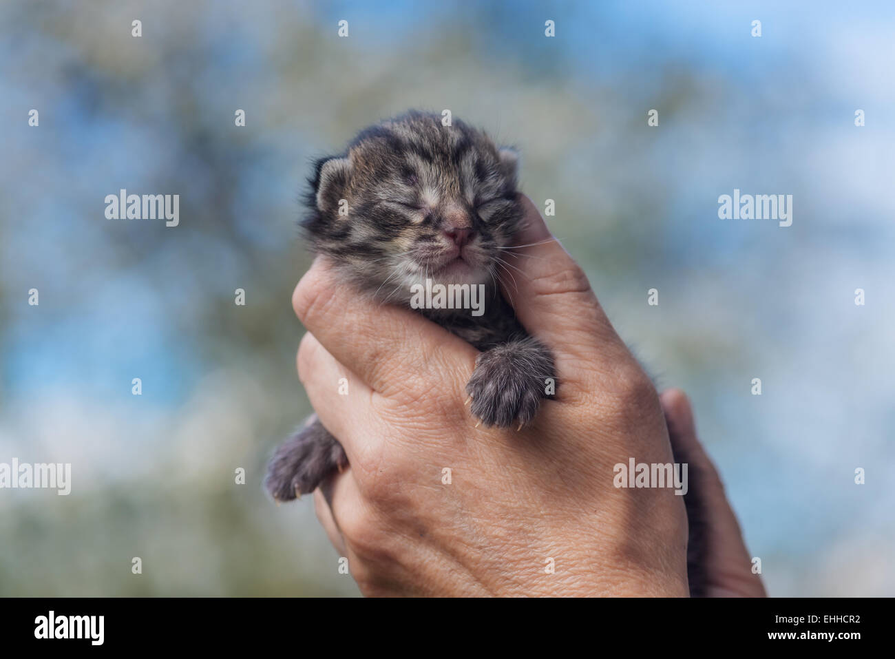 Hand up kitten hi-res stock photography and images - Alamy