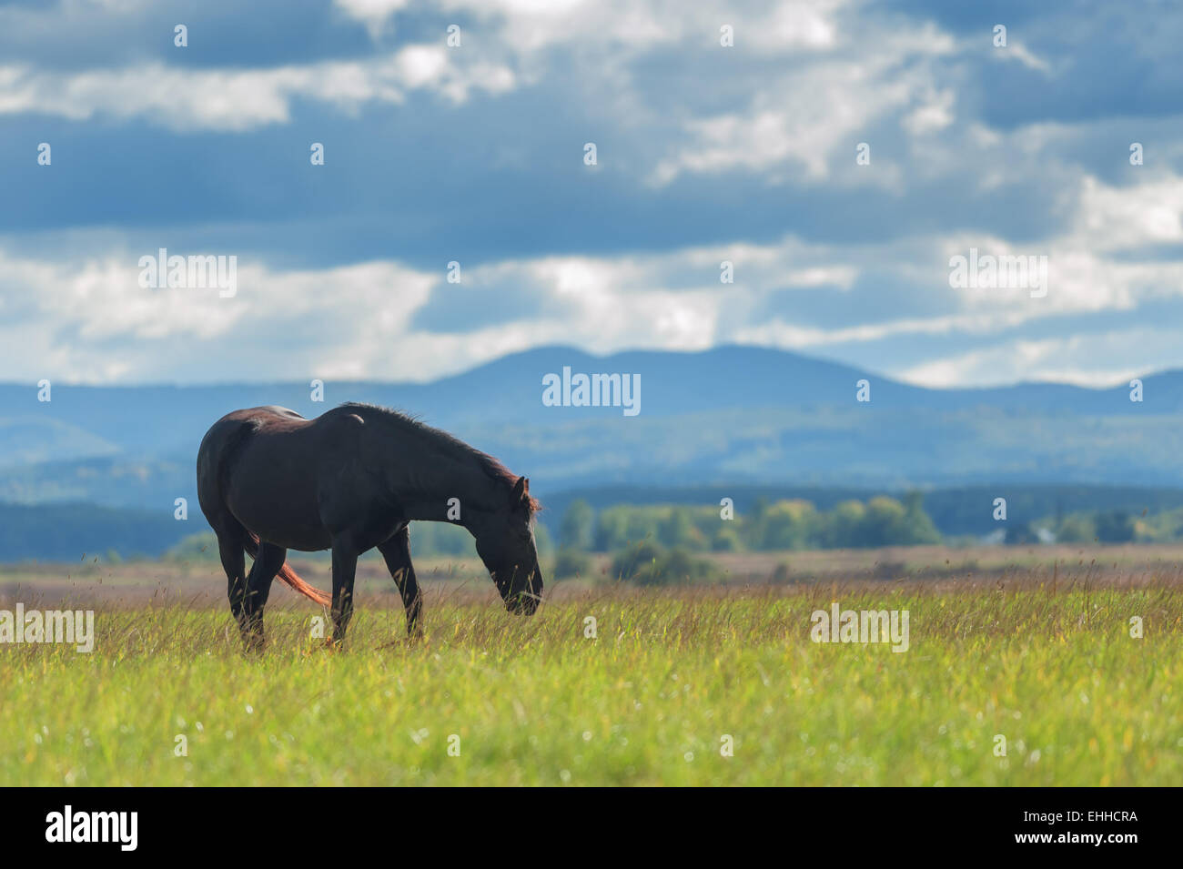 Horse, nature, green hi-res stock photography and images - Alamy