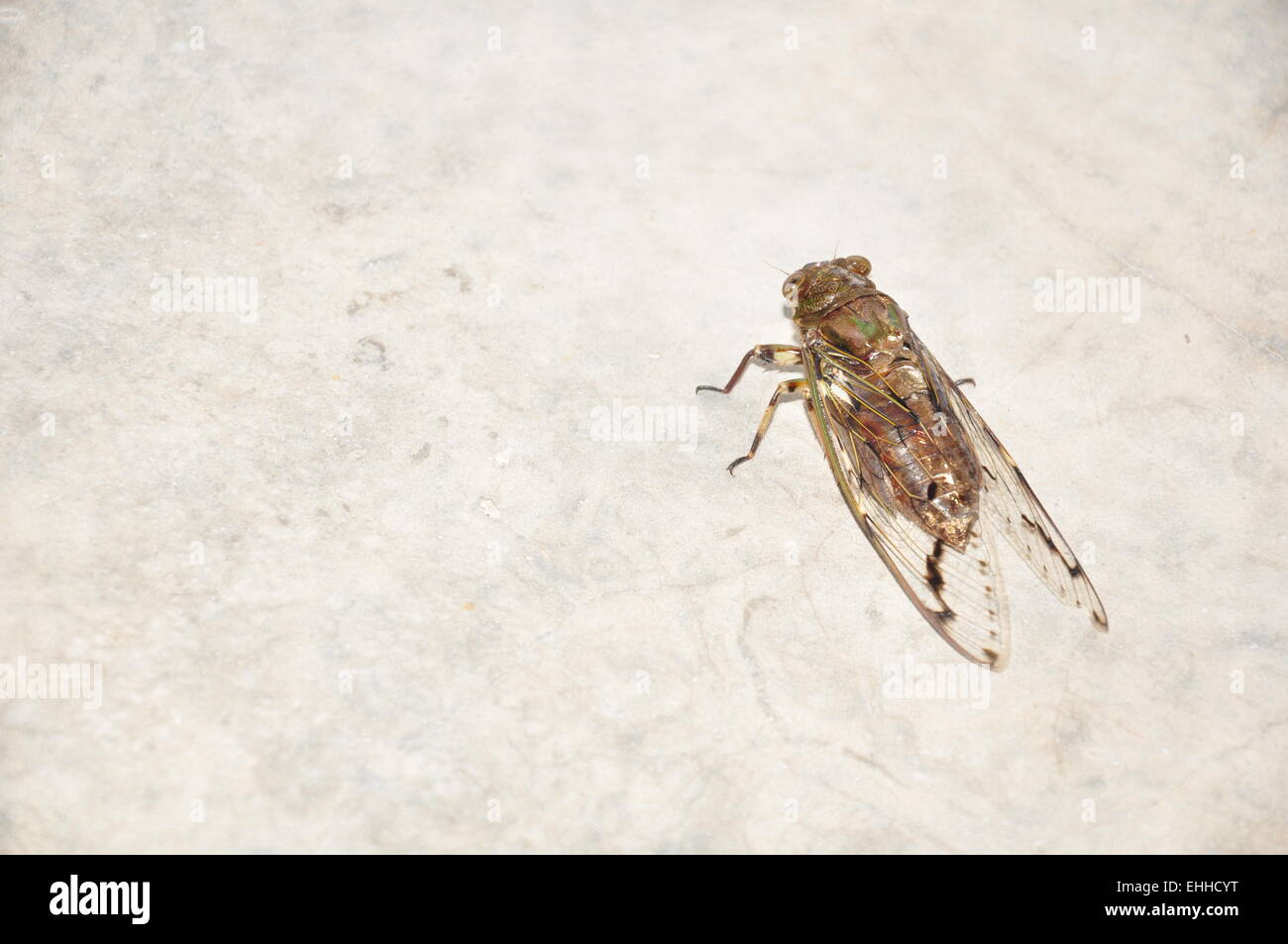 Tropical cicada hi-res stock photography and images - Alamy