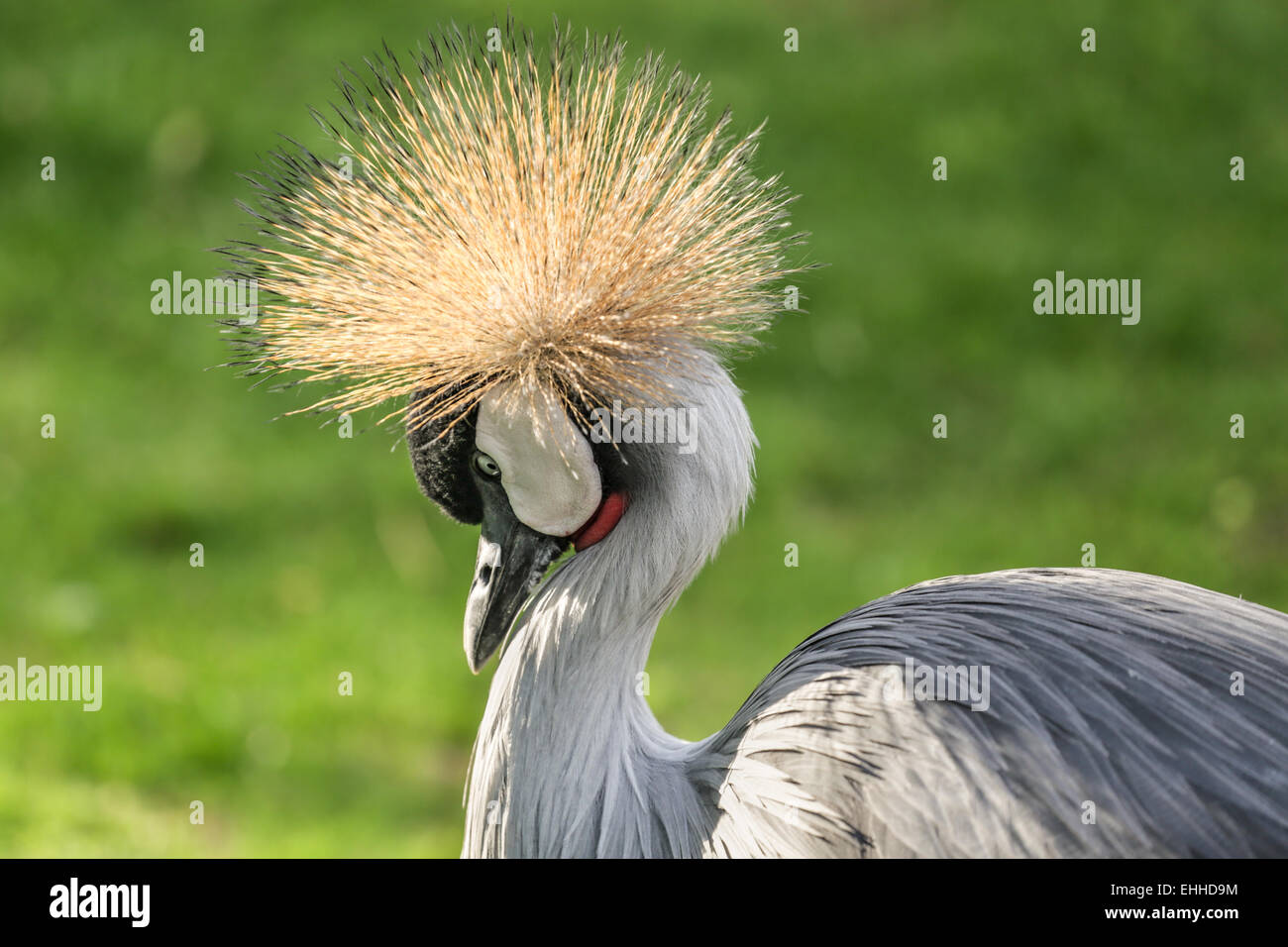 Black Crowned Crane Stock Photo - Alamy