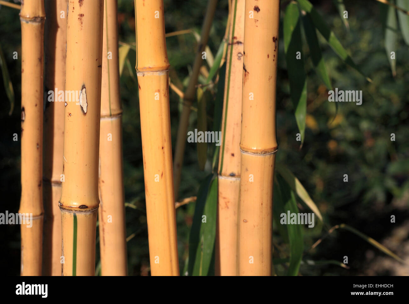 Bambusstamme hi-res stock photography and images - Alamy