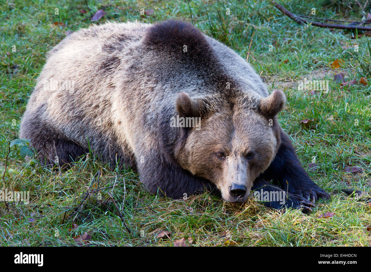 Brown_bear hi-res stock photography and images - Alamy