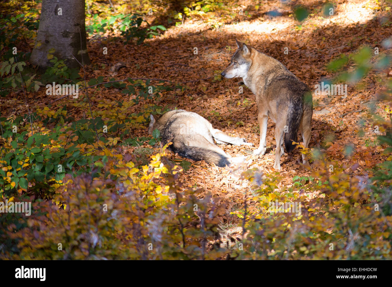 Sleeping wolves hi-res stock photography and images - Alamy