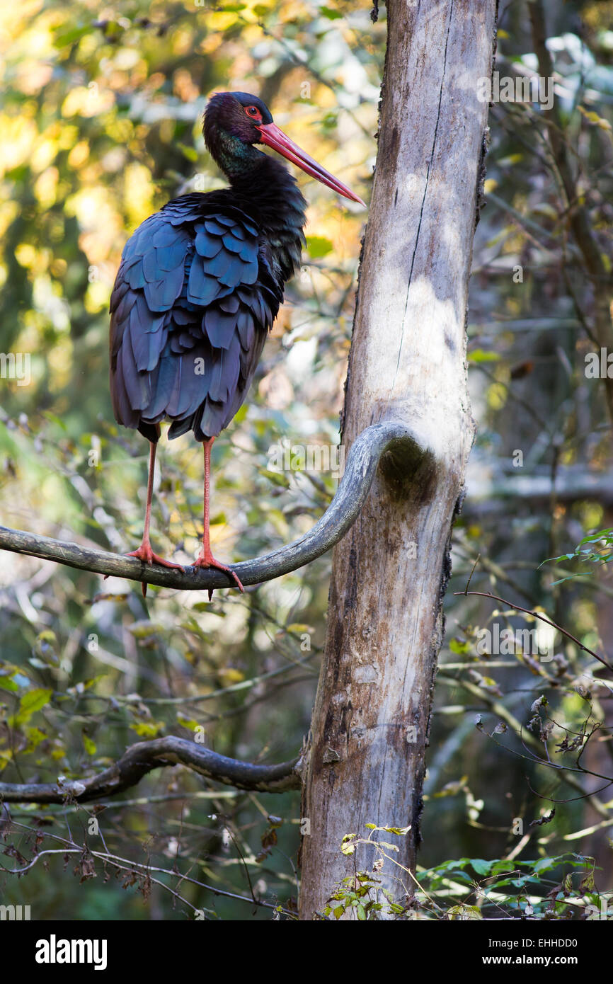 Black storck hi-res stock photography and images - Alamy