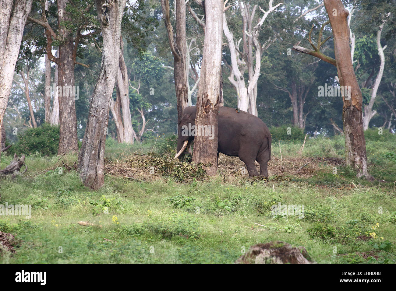 Wild, musth, elephant, Tholpetty Wildlife Sanctuary, Wayanad, Kerala ...
